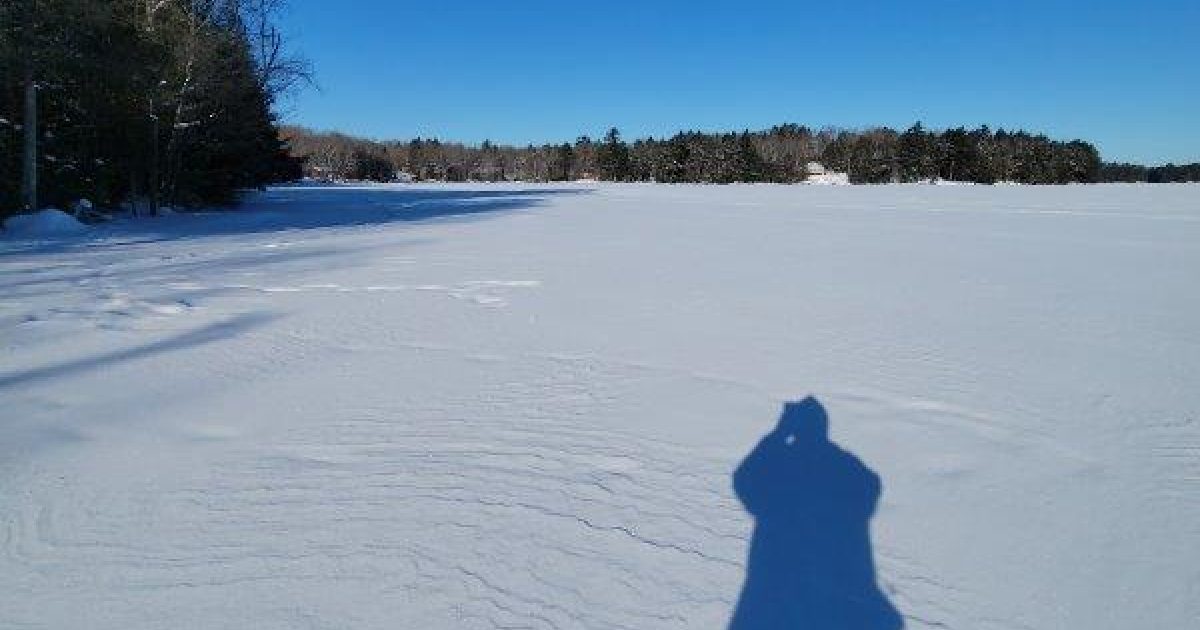 Long Shadows, Unique Abilities and Relatives | Bossy Nagy Group